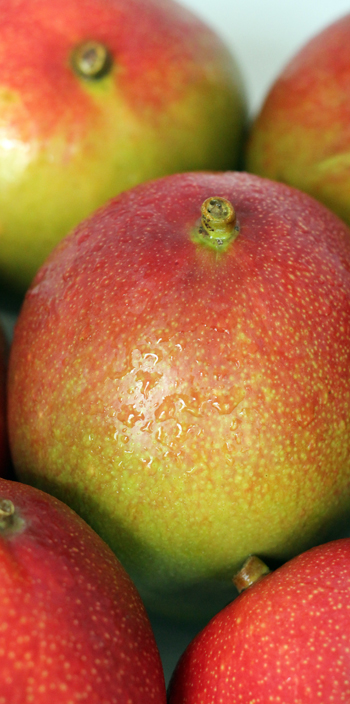 TFT Perú SAC – Sitio Oficial de Tropical Fruit Trading Perú SAC